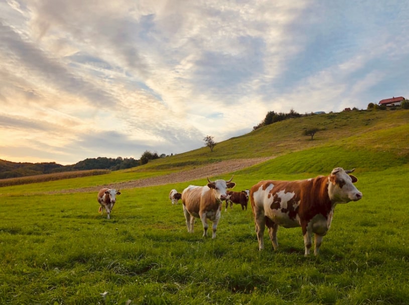 Animal health - How can you keep farm animals healthy?