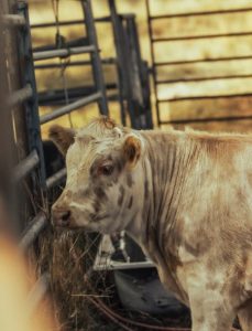Animal health - Maximise safety when handling cattle