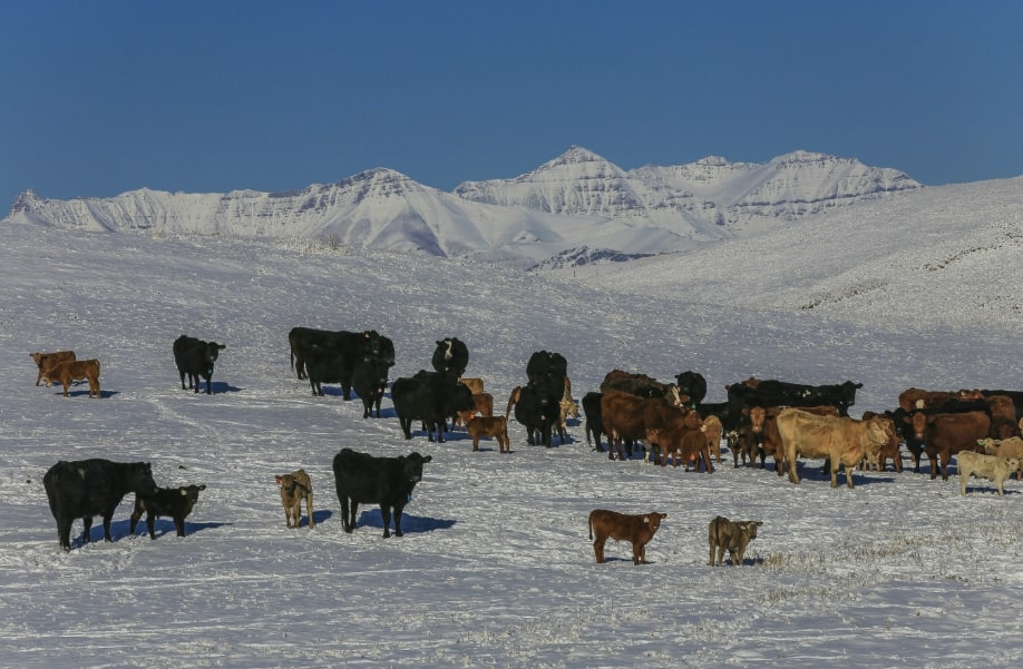 Farm toys - Teaching children about winter farm jobs